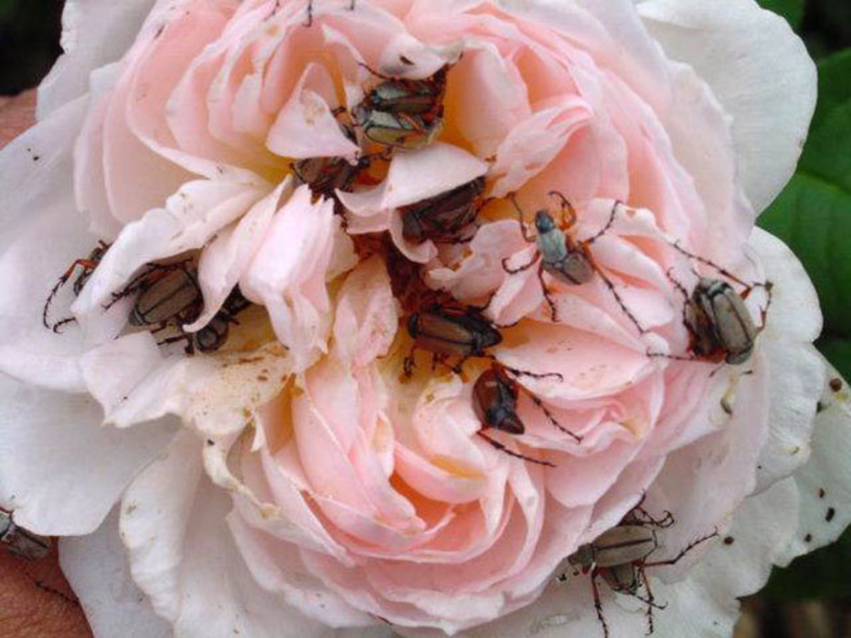 Rose Chafers Are Destructive Pests That Threaten Many Different Plants ...