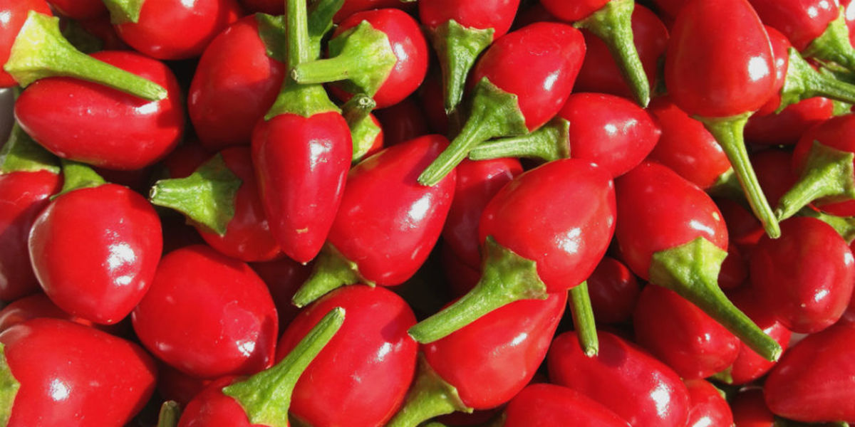 A Guide on How to Grow Chiltepin Chile Peppers...Warning, They're HOT ...