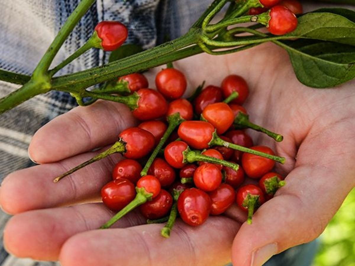 A Guide on How to Grow Chiltepin Chile Peppers...Warning, They're HOT ...