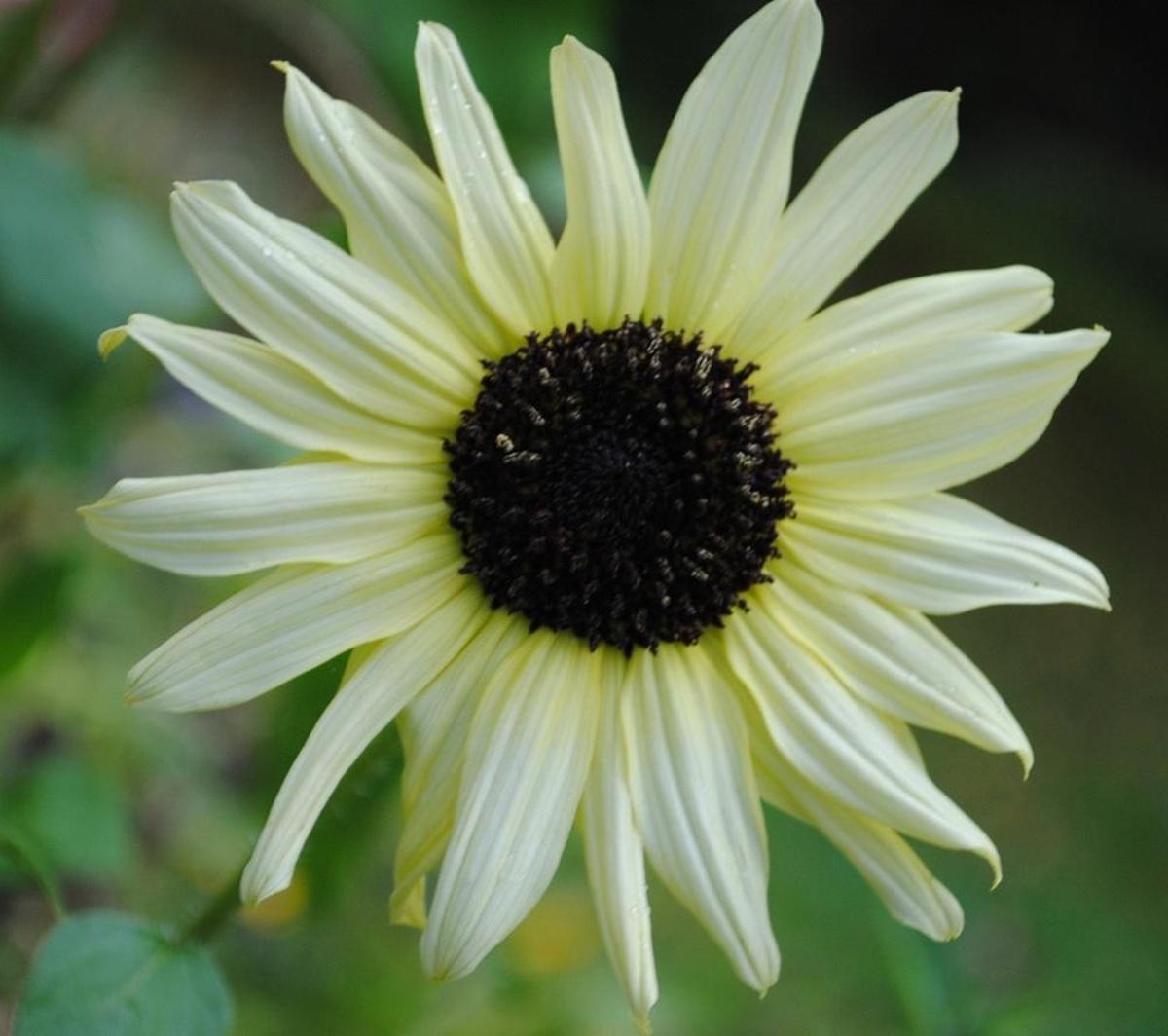 A Guide to Colorful Sunflower Varieties - HubPages