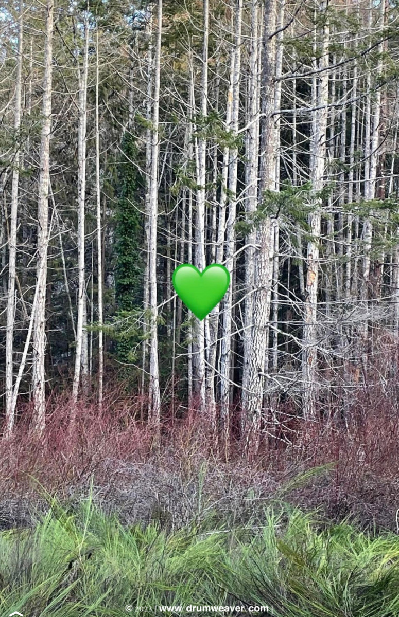 I Love Trees + 50 Inspiring Quotes About Our Trees and Forests - HubPages