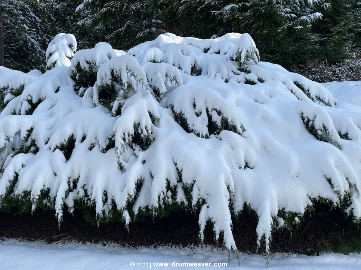 I Love Trees + 50 Inspiring Quotes About Our Trees and Forests - HubPages