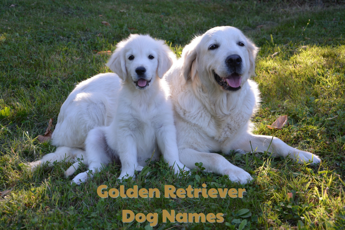 250 Golden Retriever Dog Names With Meanings PetHelpful