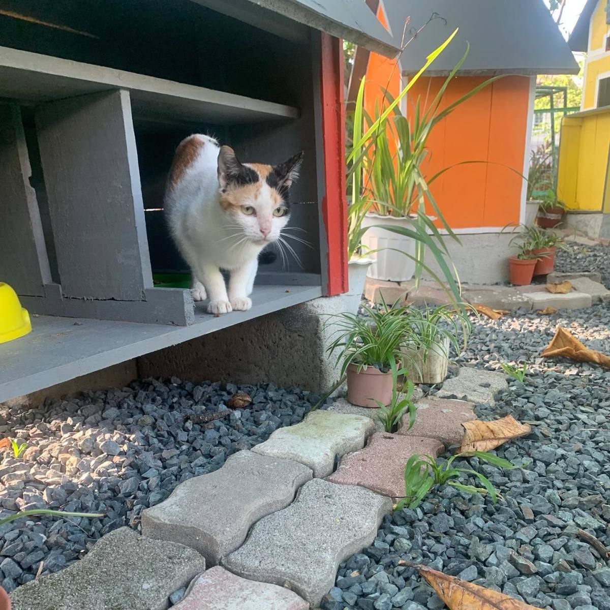 How to Make a Cat Village for Abused and Stray Cats - LetterPile