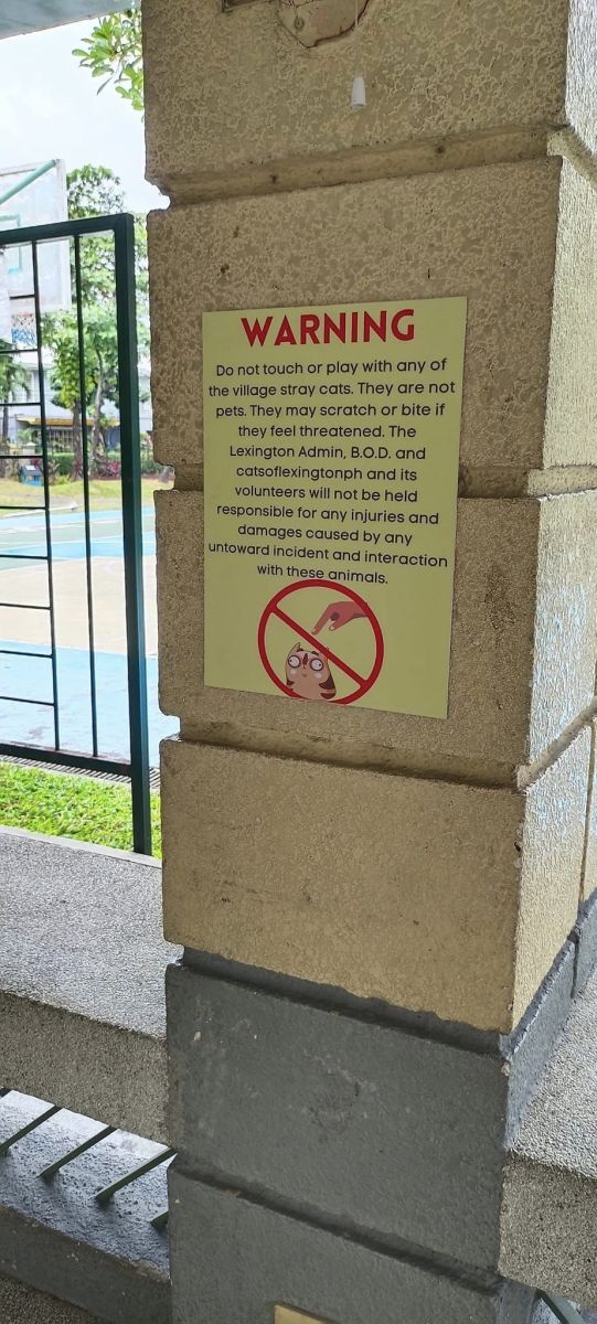 How to Make a Cat Village for Abused and Stray Cats - LetterPile