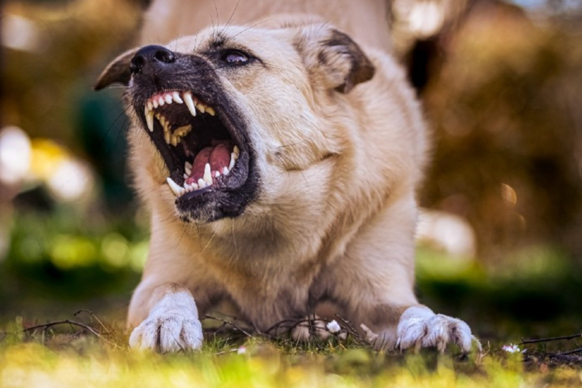 How Can You Tell If Your Dog Is Aggressive