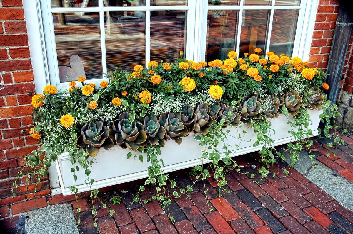 How to Plant Marigolds and Why They Are So Popular! - HubPages
