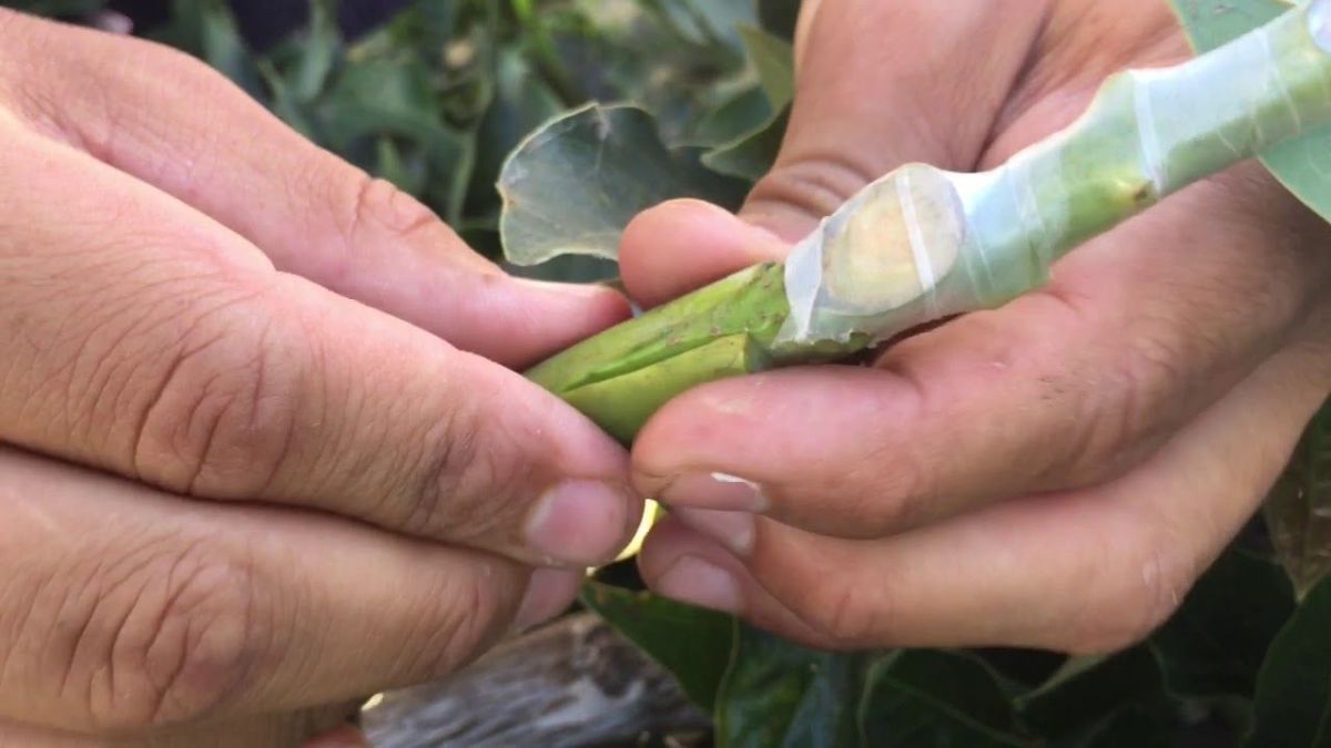 A Step-by-Step Guide to Cultivating Kiwi Vines - HubPages