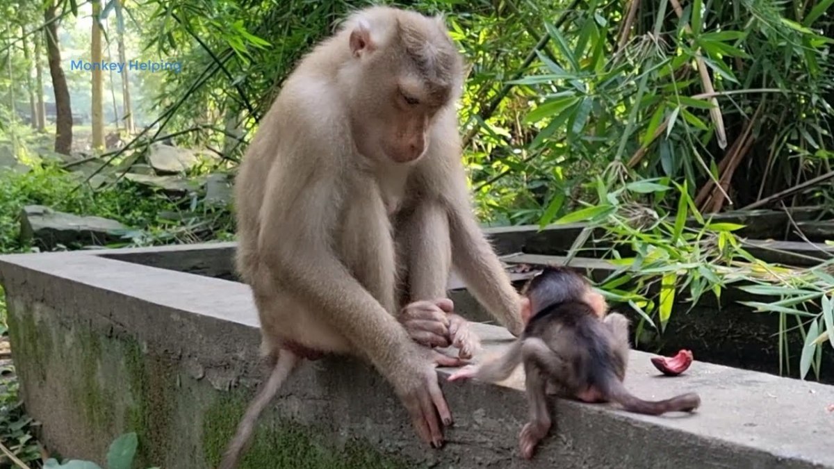 When Animals Teach Their Young, How Accurate Is the Phrase "Monkey See ...
