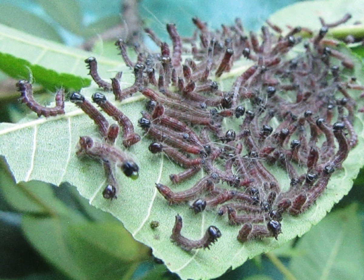 Step-by-Step Guide to Growing a Black Walnut Tree - HubPages