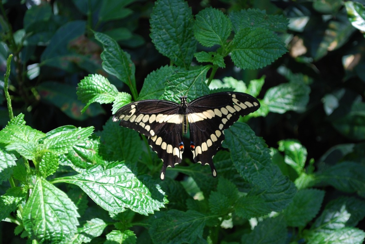 The Toledo Zoo Butterfly Conservation Center - HubPages