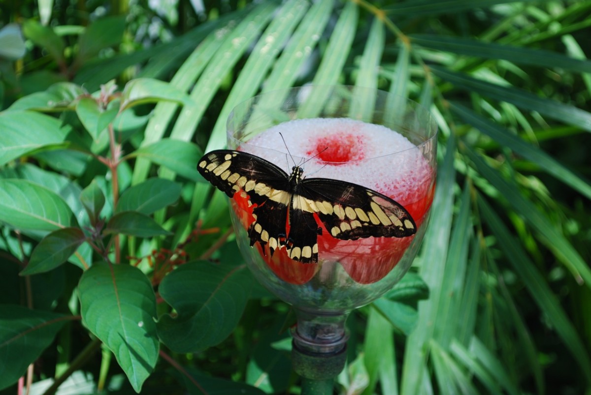 The Toledo Zoo Butterfly Conservation Center - HubPages