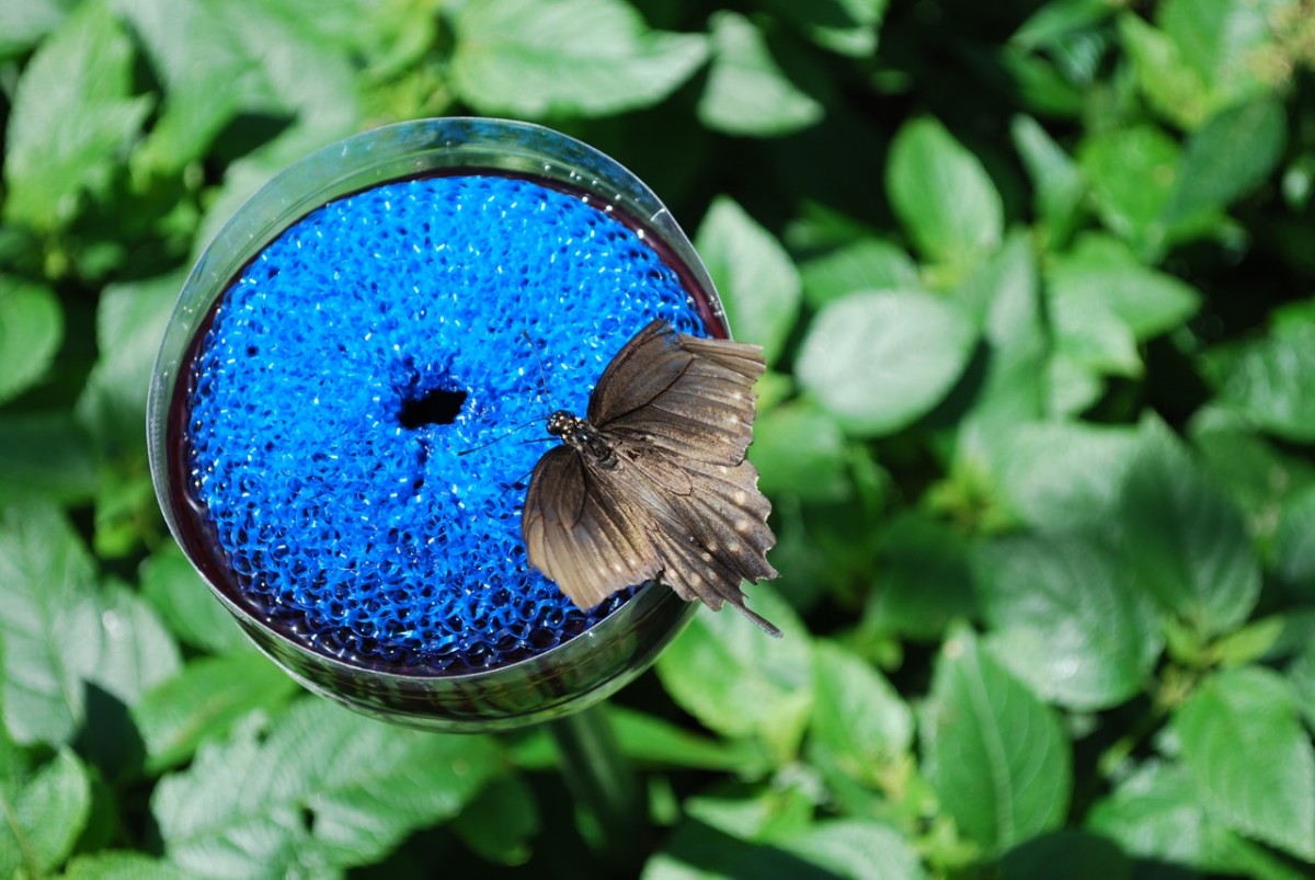 The Toledo Zoo Butterfly Conservation Center - HubPages