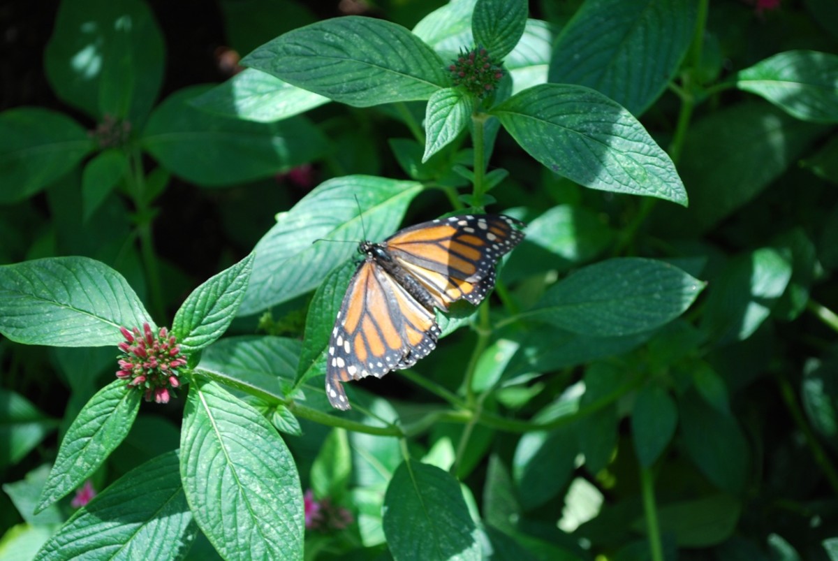 The Toledo Zoo Butterfly Conservation Center - HubPages