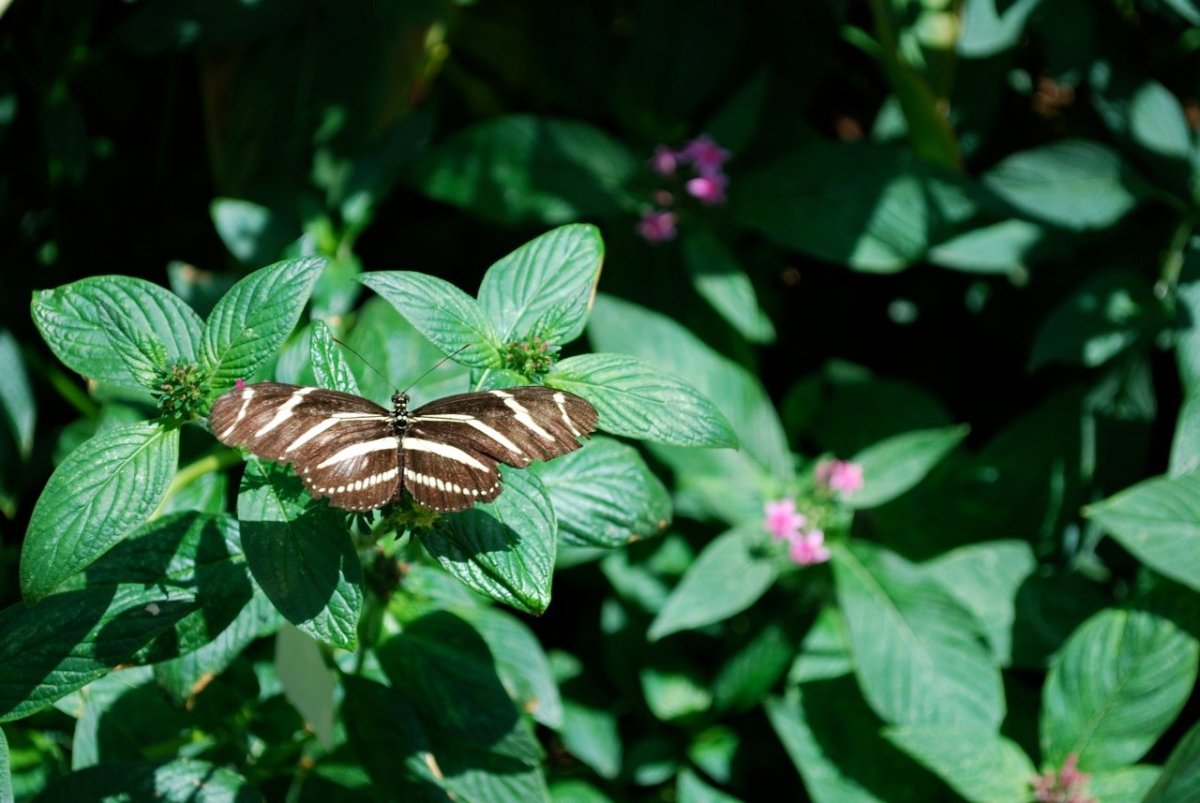 The Toledo Zoo Butterfly Conservation Center - HubPages