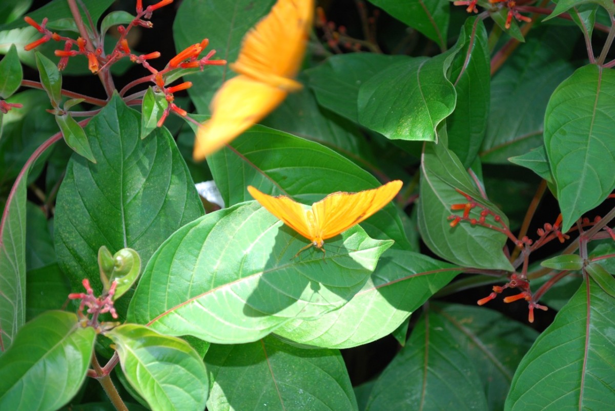 The Toledo Zoo Butterfly Conservation Center - HubPages