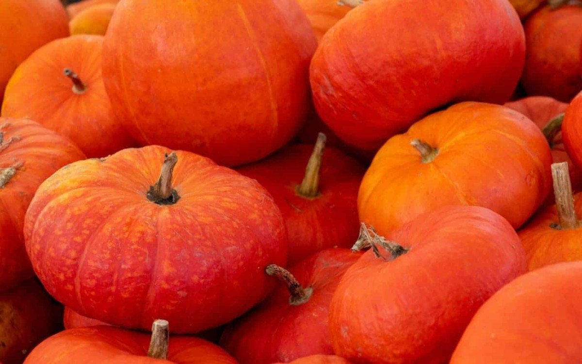 A Comprehensive Guide on Raising Pumpkins - HubPages