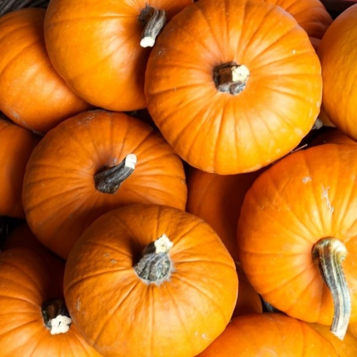 A Comprehensive Guide on Raising Pumpkins - HubPages
