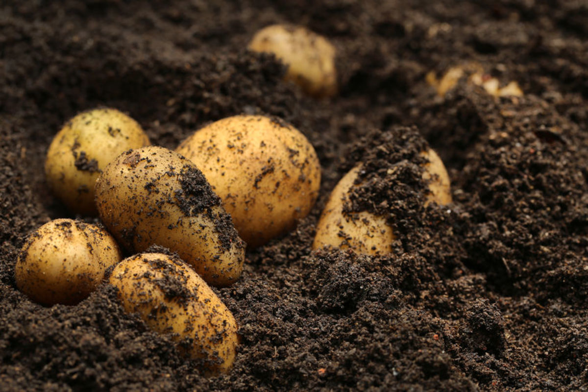 How to Successfully Grow Potatoes - HubPages