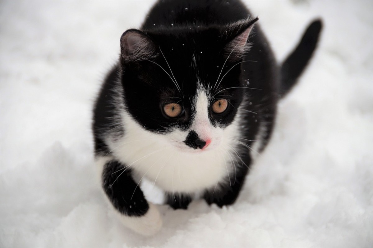 How to Tell if Your Cat Is Cold - HubPages