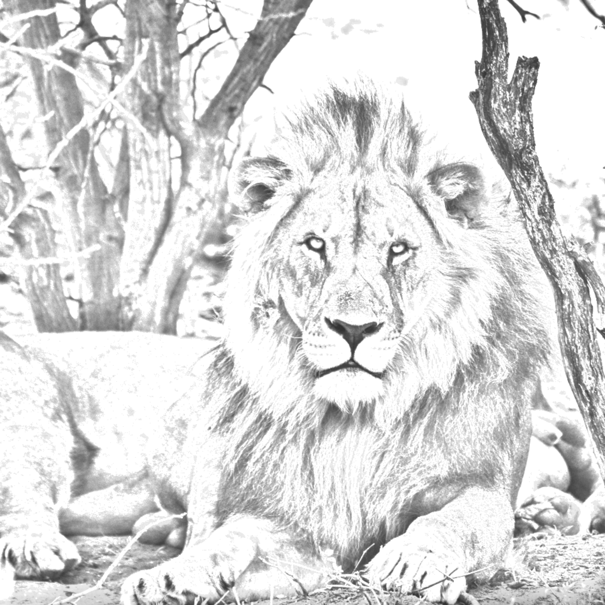 Turn a Picture Into a Sketch Drawing, Digital Art Sketches - HubPages