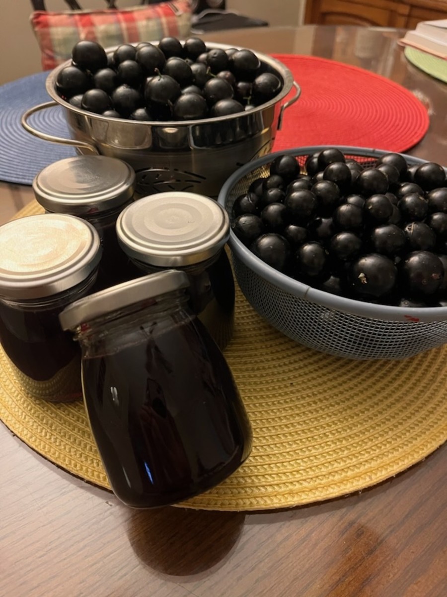 Discovering the Unique, Fruit-Bearing Jabuticaba Tree - HubPages