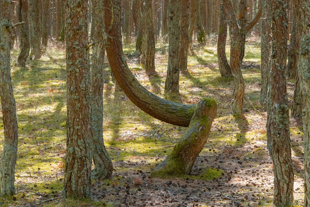Secret Meaning of Bent Trees Found in Appalachian Forests - HubPages