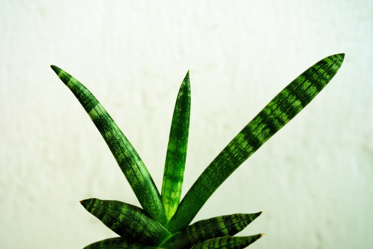The Ultimate Guide to the Ultimate Guide to Sansevieria Trifasciata ...