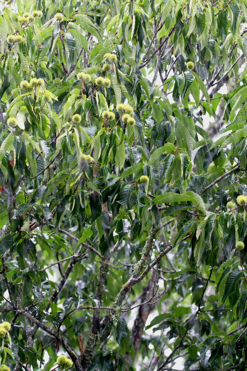 Chinese Chestnut Tree Facts, Uses, and Planting Tips - HubPages