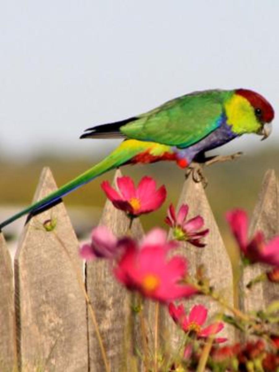 Endangered Red-Capped Parrot of Australia - HubPages