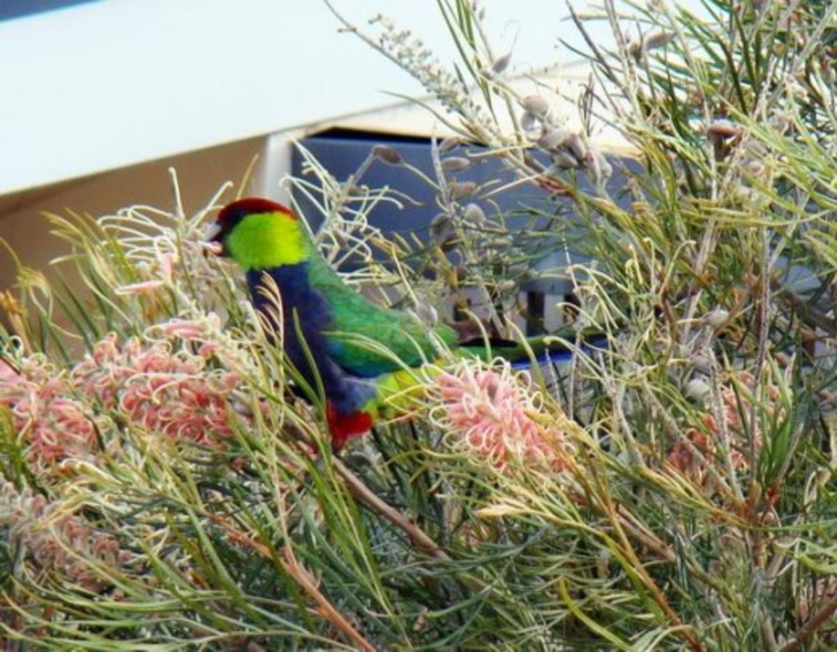 Endangered Red-Capped Parrot of Australia - HubPages