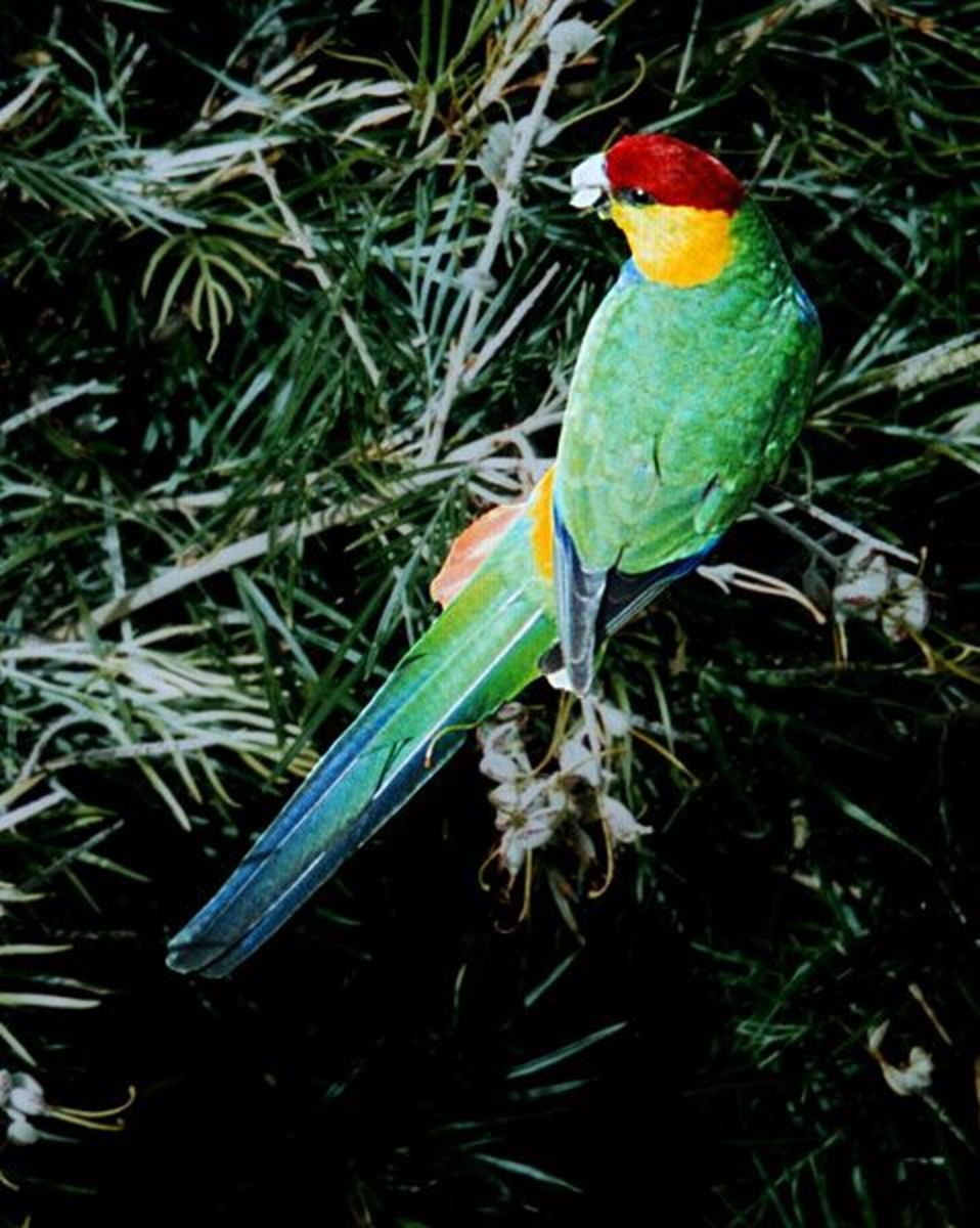 Endangered Red-Capped Parrot of Australia - HubPages