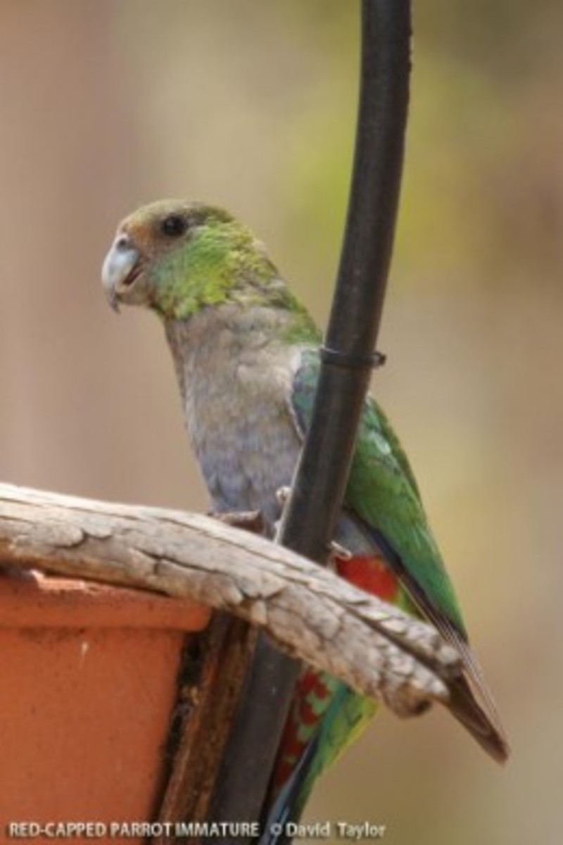 Endangered Red-Capped Parrot of Australia - HubPages