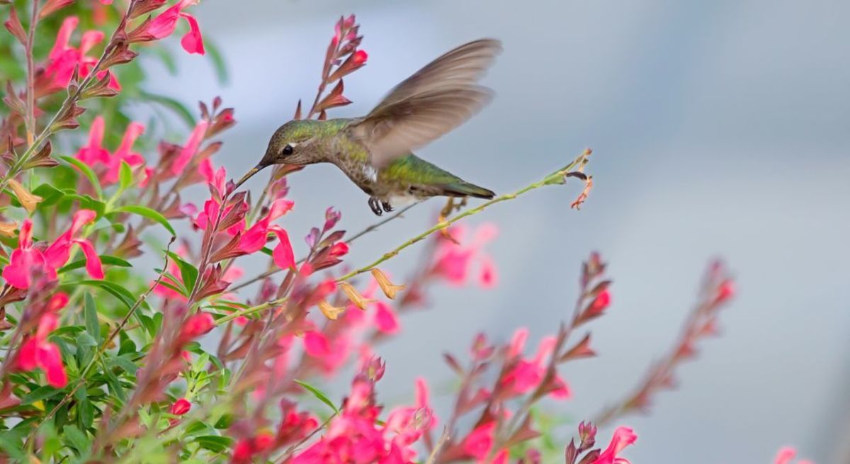 How Hummingbirds Survive Winter - HubPages