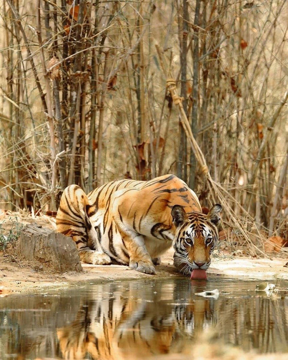 Tadoba-Andhari National Park in India - HubPages