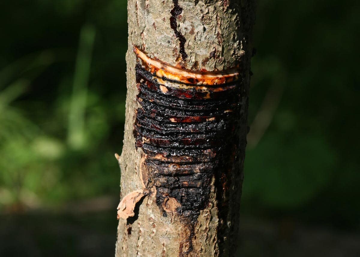 Making of Elegant Japanese Lacquer - HubPages