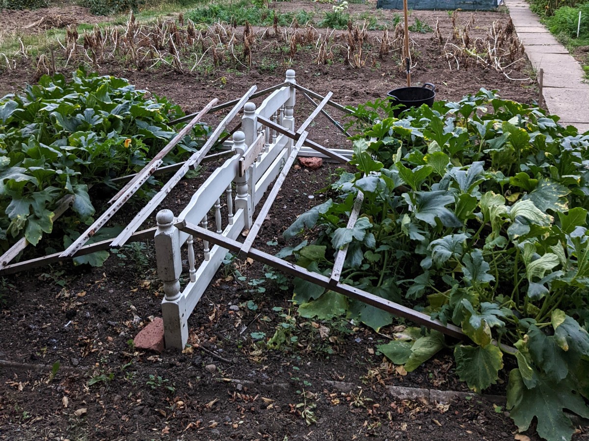 The First Year of Having An Allotment Plot: 5 Things I Have Learnt ...
