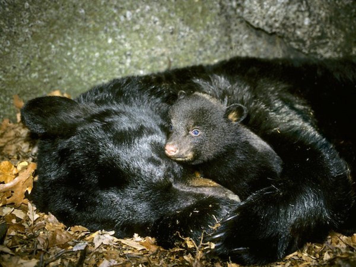 Many Different Animals Spend Their Winter in Hibernation - HubPages