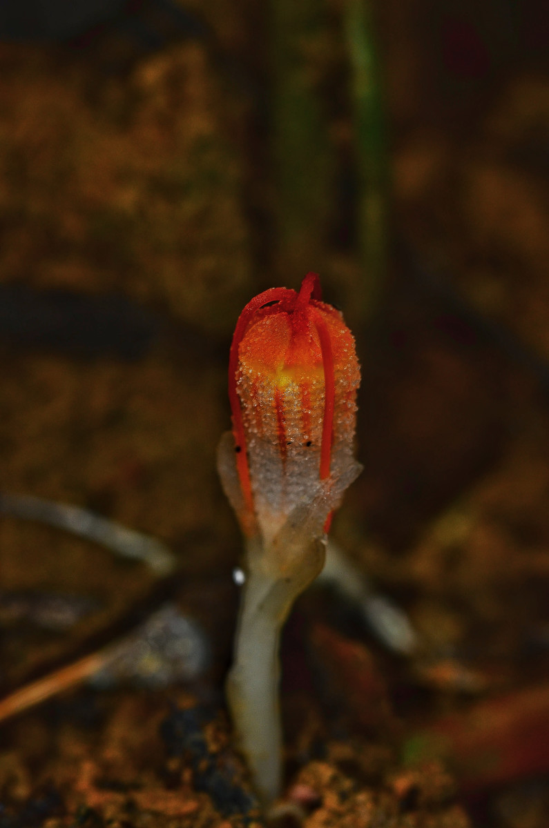 Strange Plant Thought Extinct Rediscovered and It Eats Mushrooms ...