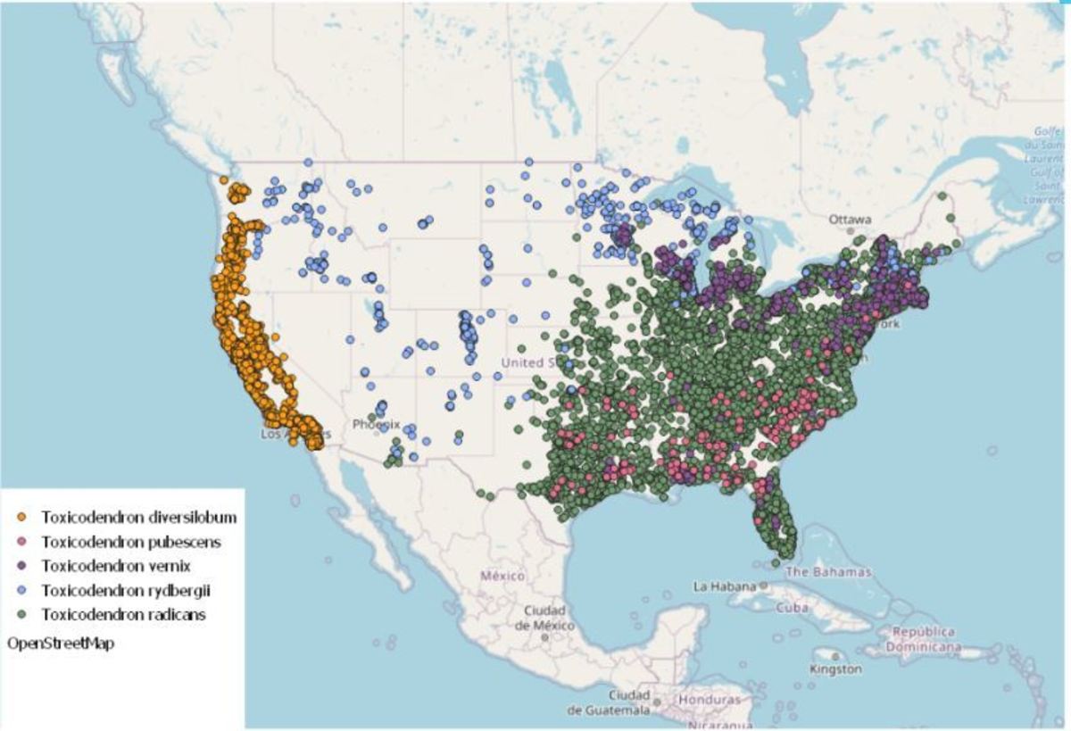 Seven Toxic Plants in the US - HubPages