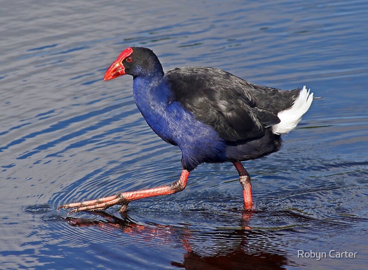 Unique Characteristics of the Blue Pukeko - HubPages
