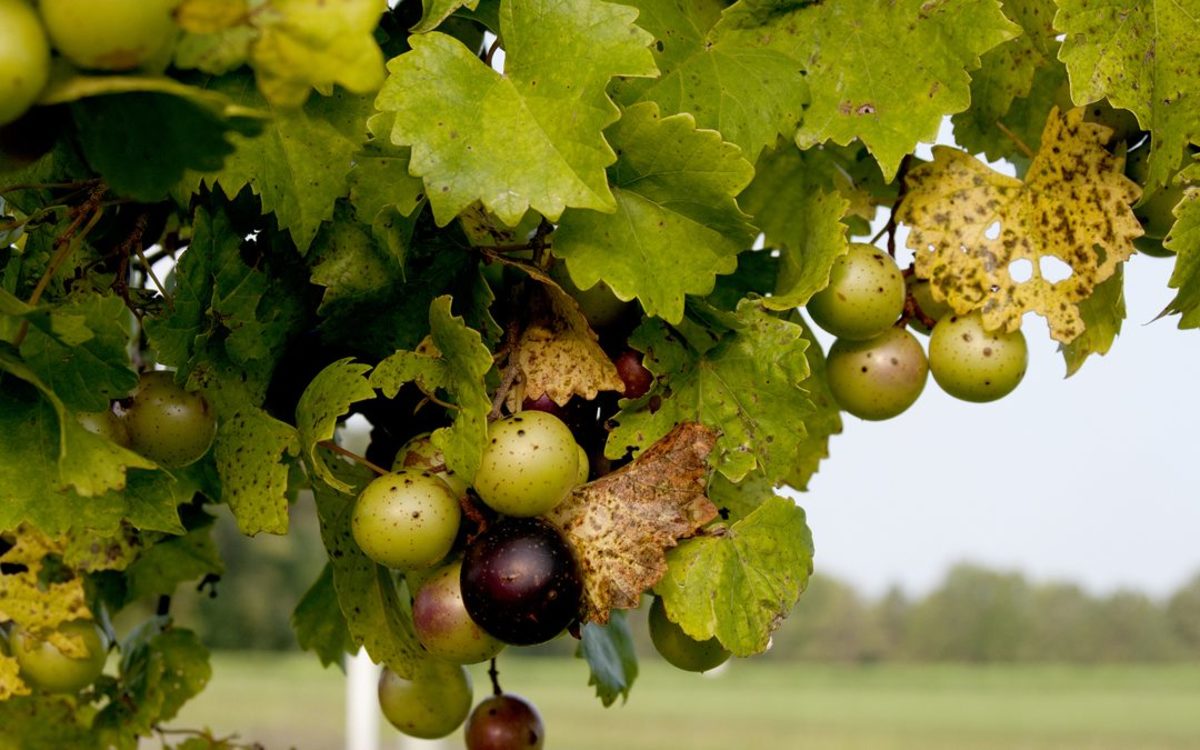 How to Plant and Cultivate Muscadine Grapes - HubPages