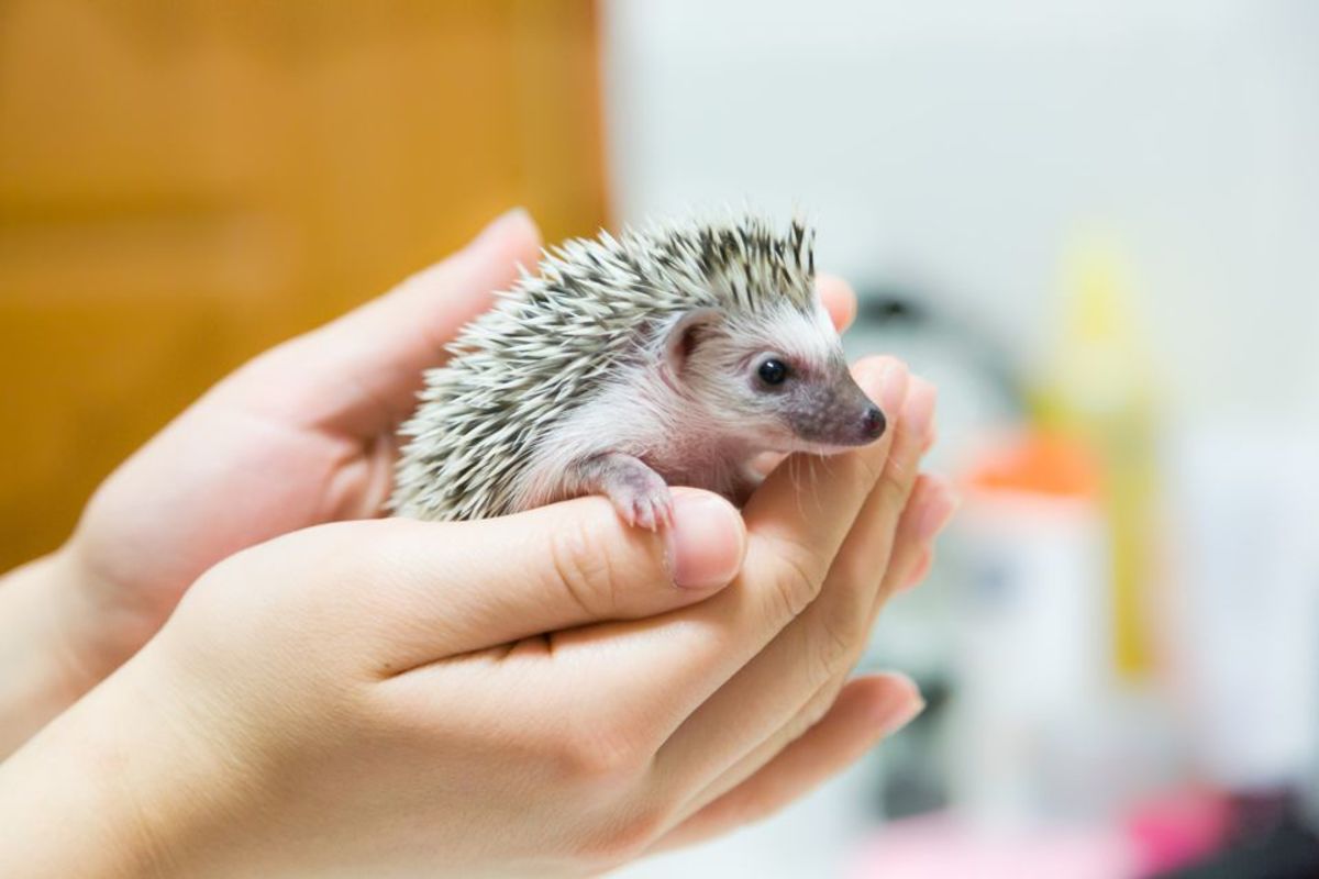 How to Care for a Hedgehog - HubPages