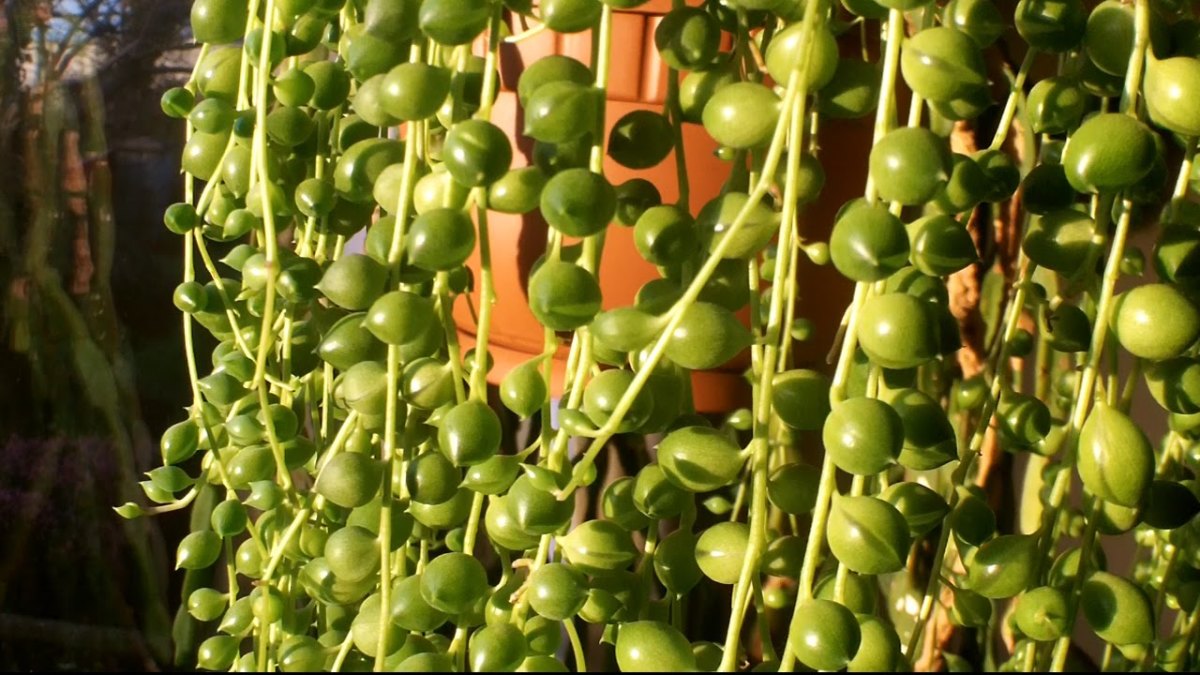 Bring a Touch of Elegance to Your Home With a String of Pearls Plant ...