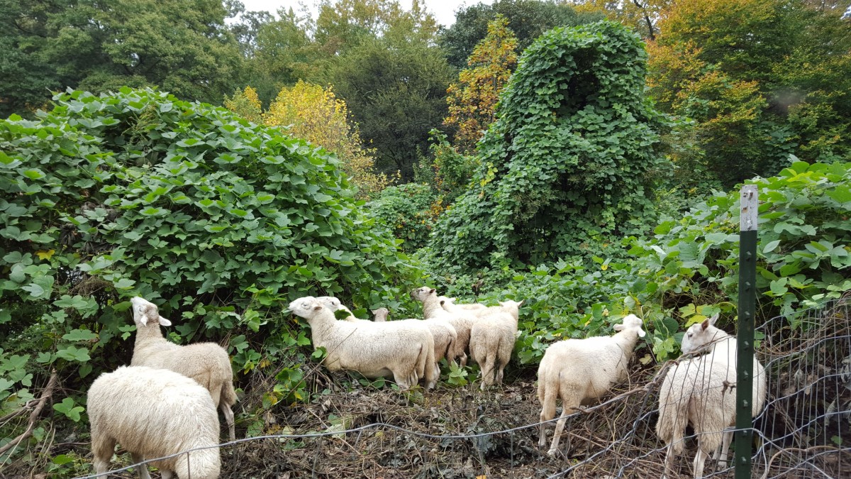 Why Does Kudzu Profitable in its Native but a Loss in the United States ...