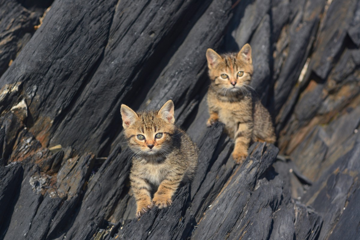 Woman Proclaims, "We Have a Duplicating Cat Situation on Our Hands ...