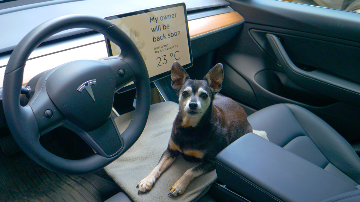 Man Shows Why Teslas Are the Best Cars for Dogs - HubPages