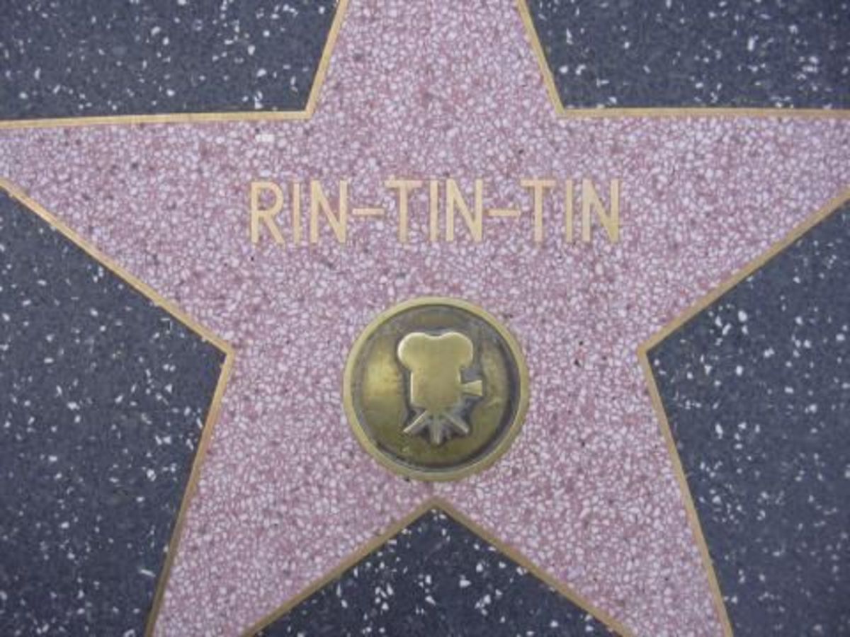 The Story of Canine Movie Legend Rin Tin Tin - HubPages