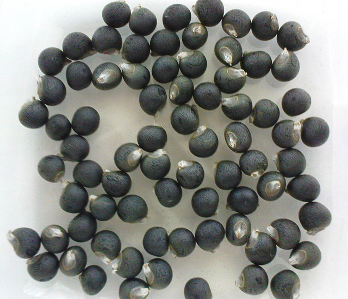 A Comprehensive Guide to Growing Okra - HubPages