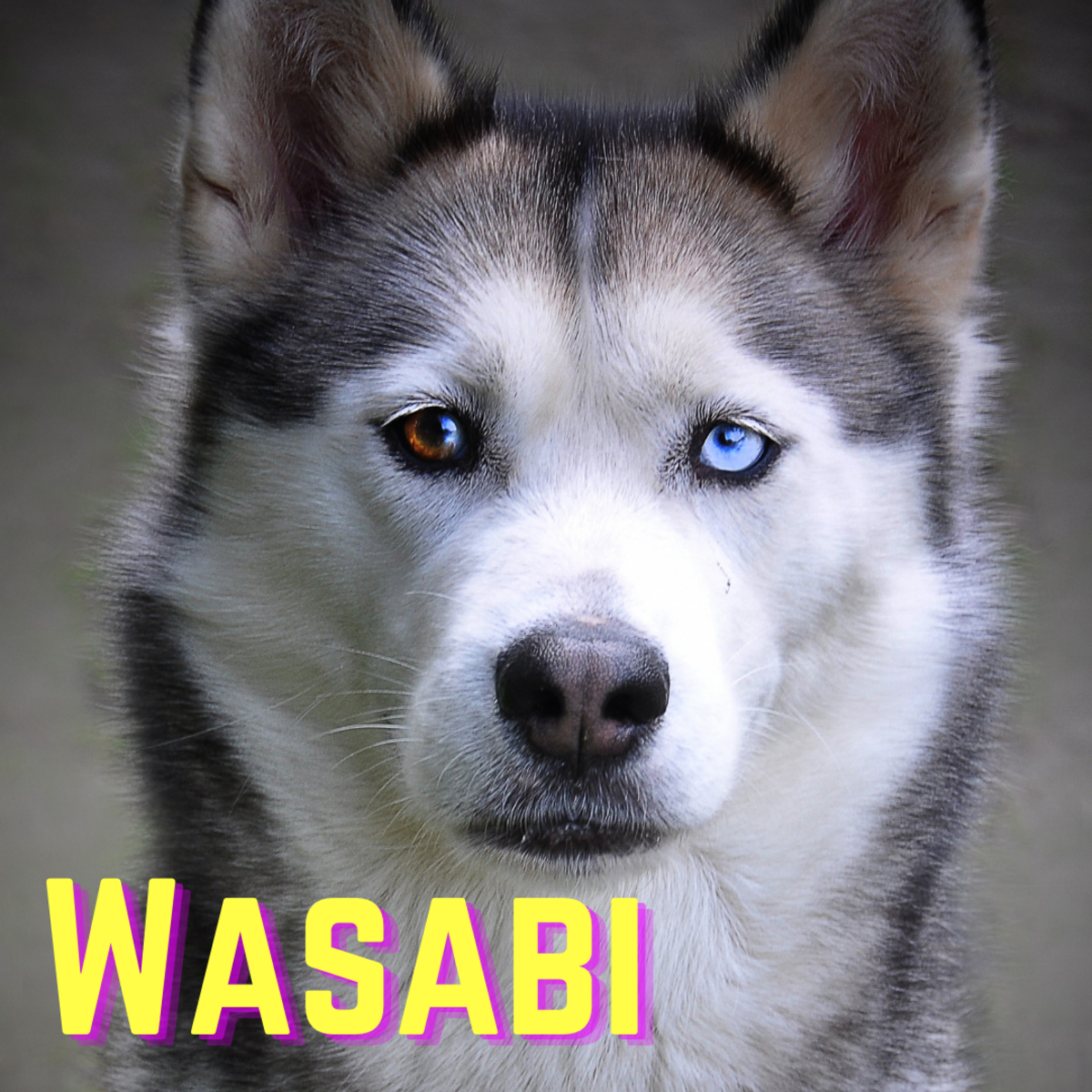 150+ Spice-Inspired Names for Dogs - HubPages